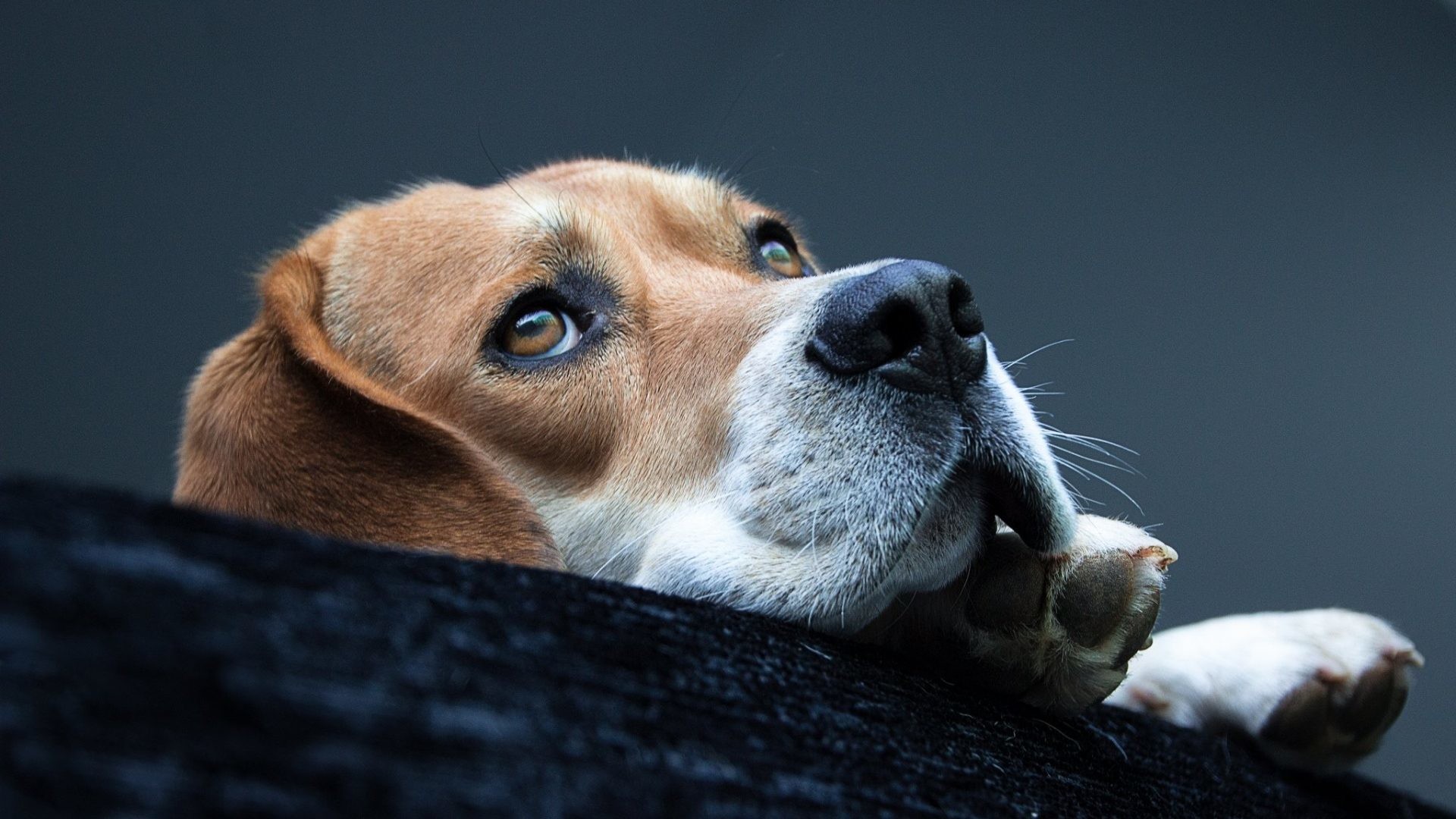 Beagle price in Hyderabad - Premium Pet palace