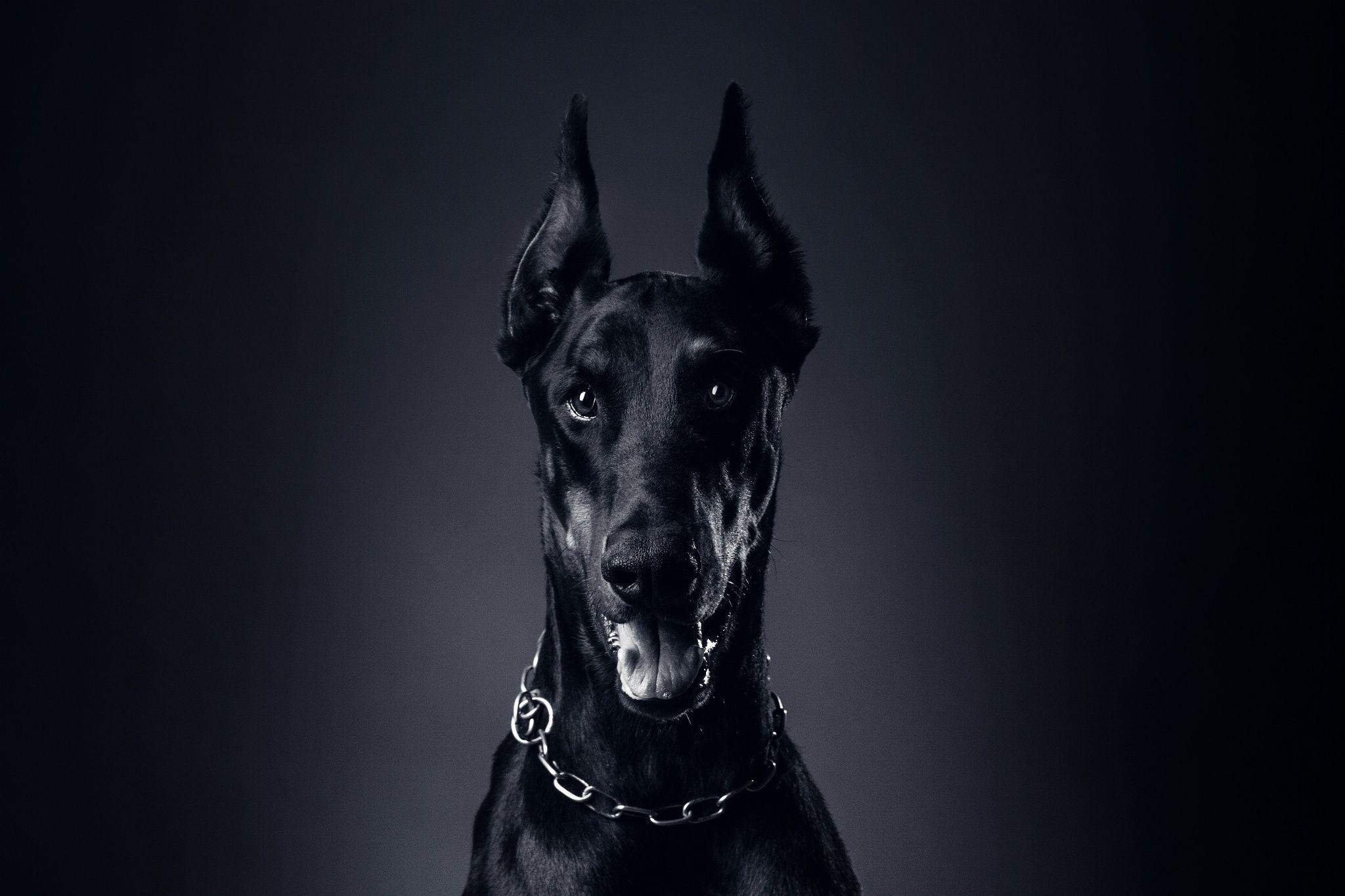 Doberman Price in Goa - Premium Pet Palace