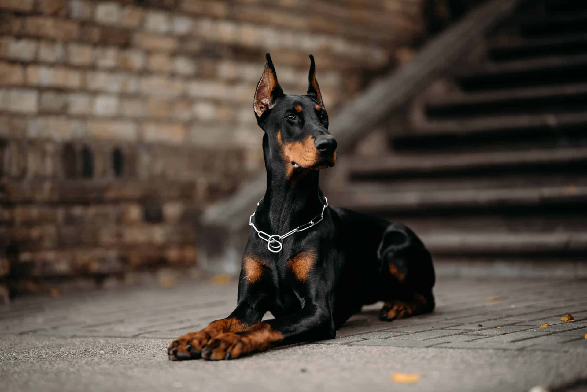 Doberman Price in India - Premium Pet palace