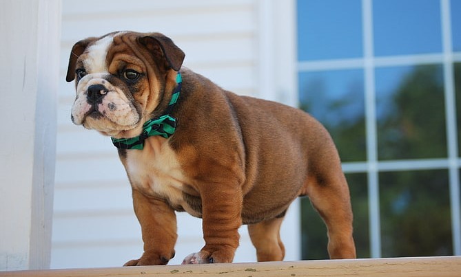 English-Bulldog Price in Chennai - Premium Pet Palace