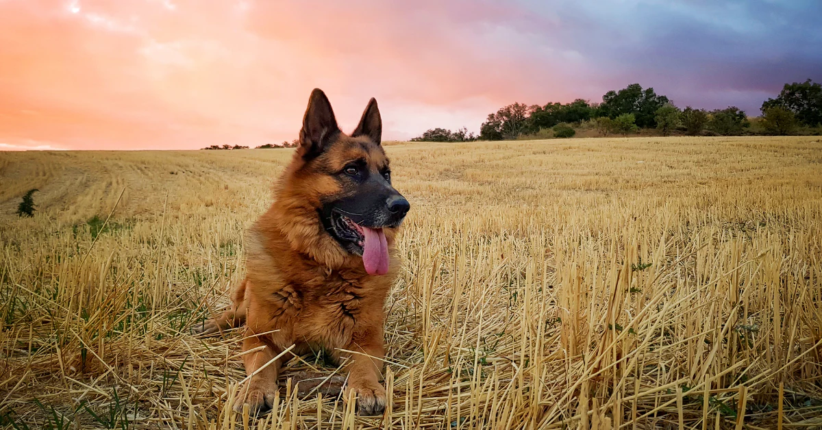 German-Shepherd Price in India - Premium Pet palace