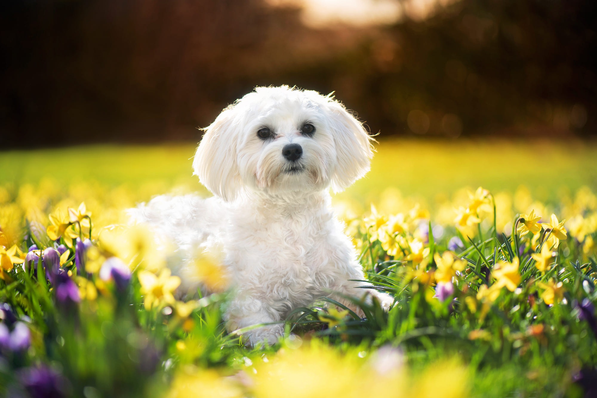 Maltese Price in Goa - Premium Pet Palace