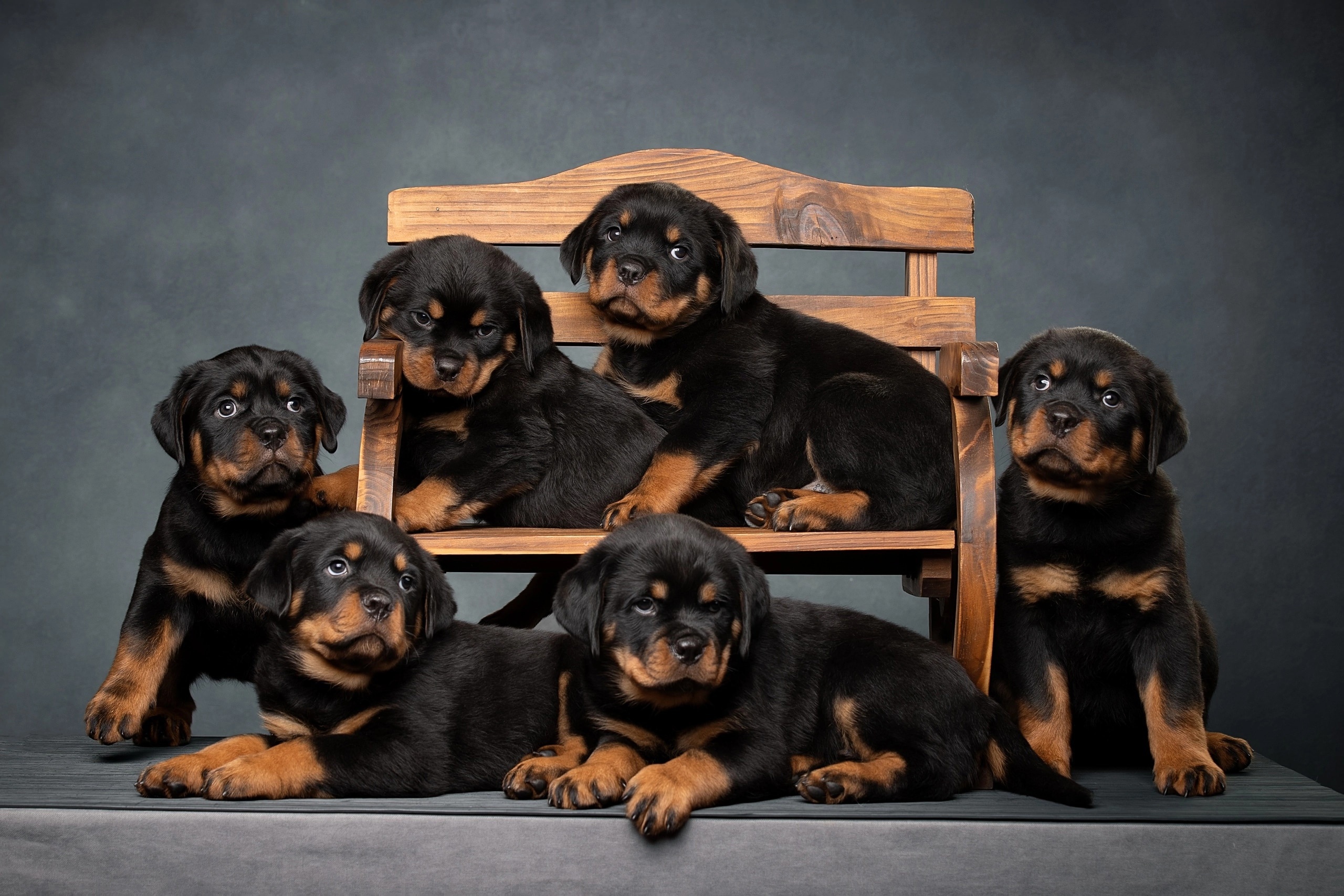 Rottweiler Price in India - Premium Pet palace