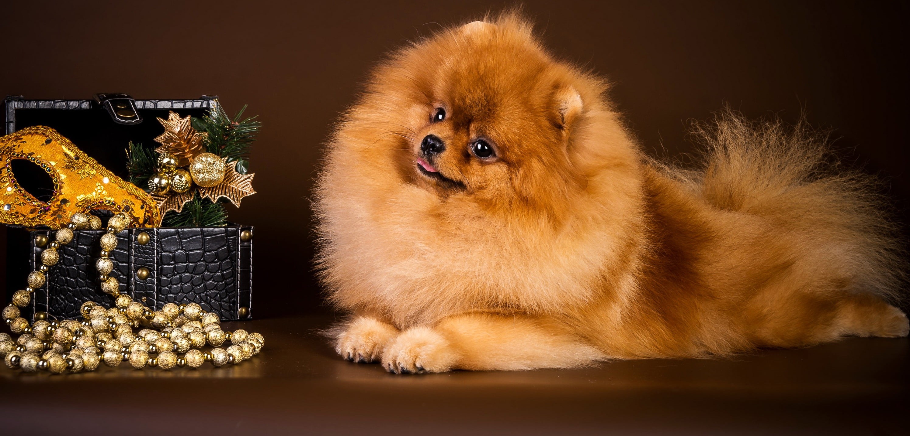 Toy Pomeranian Price in India - Premium Pet palace